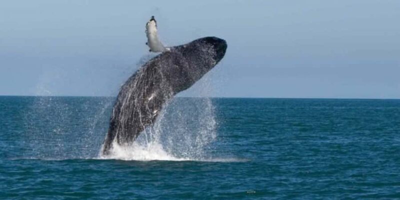 Exclusive: Whale and Dolphin Watching Tour with Transfers - Key Points