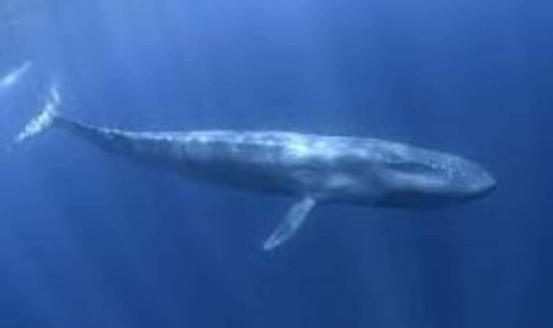 Exclusive Whale & Dolphin Tours in Sri Lanka: Trincomalee - Unpacking the Experience: What to Expect on Your Day in Trincomalee