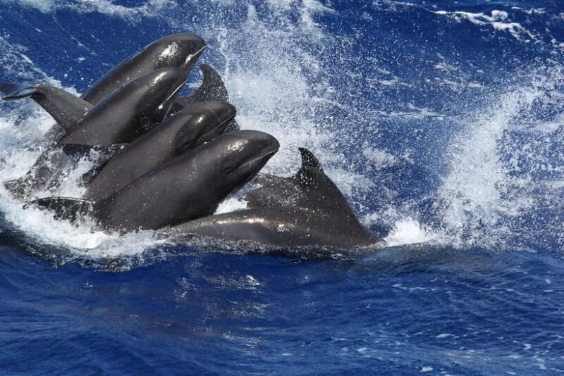 Exclusive Whale & Dolphin Tours in Sri Lanka: Trincomalee - Who Will Love This Experience?