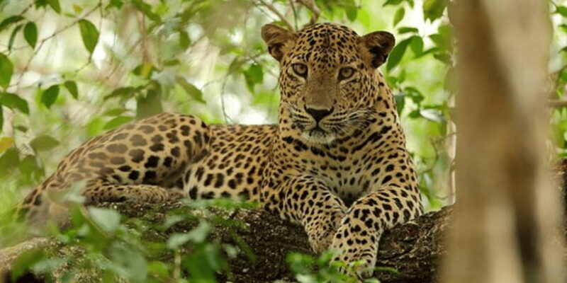 Exclusive : Wildlife Full Day Adventure in Wilpattu - Transport and Guides: Why They Matter
