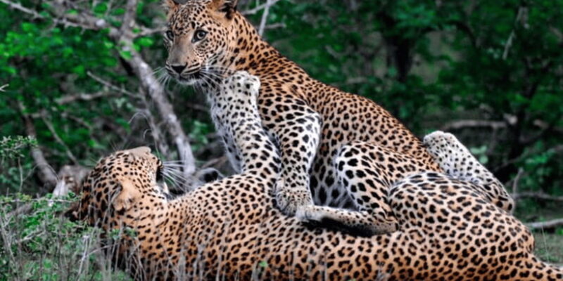 Exclusive : Wildlife Full Day Adventure in Wilpattu - Who Will Love This Tour?