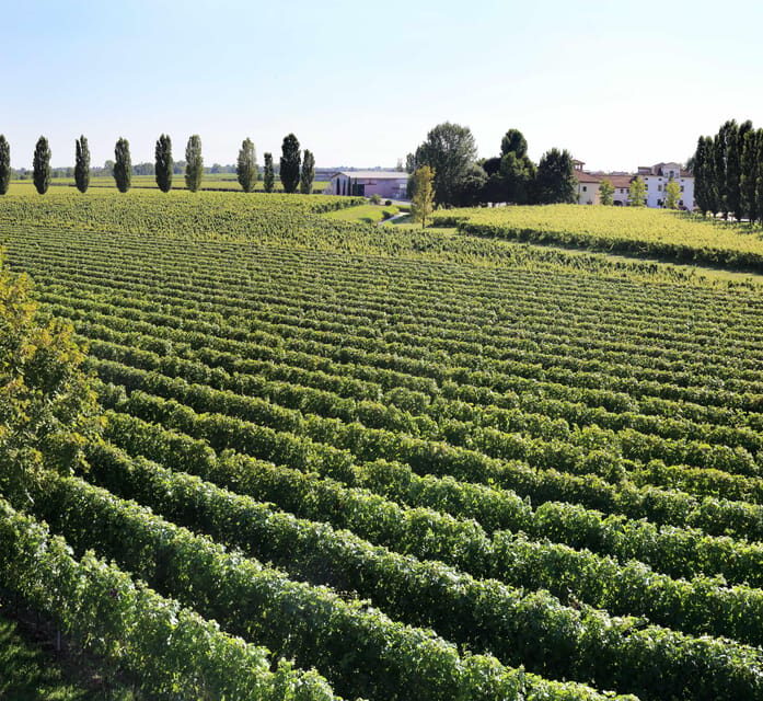 Exclusive Wine Experience: Venetian Best Vineyards - Key Points