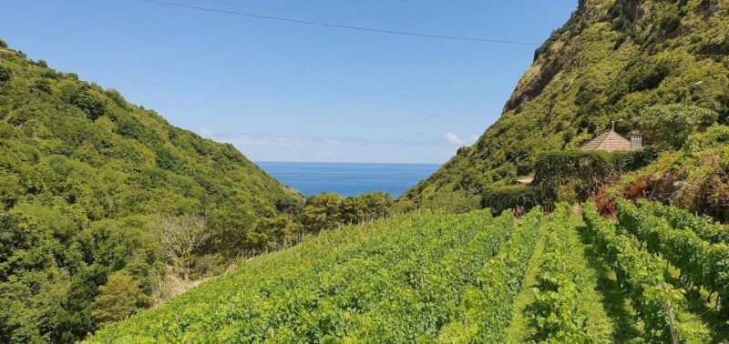 Exclusive Wine Tasting Tour in the Wine Region of Boaventura - Key Points
