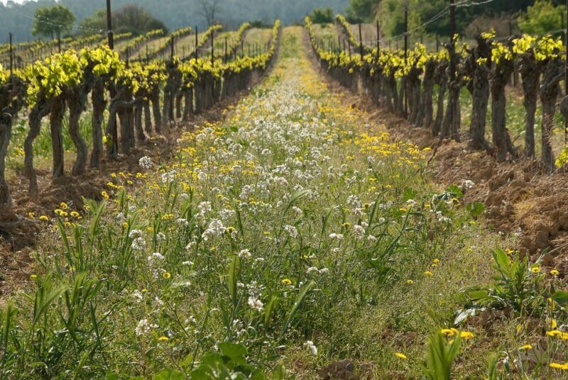 Exclusive Wine Tour: Sardinian Winery + Round-Trip Transfer - An Introduction to Sardinian Wine Culture