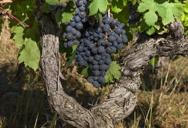 Exclusive Wine Tour: Sardinian Winery + Round-Trip Transfer - Authenticity and Quality of the Wine Tasting