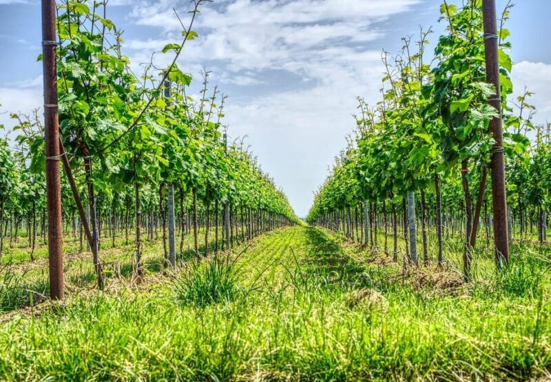 Exclusive Wine Tour: Sardinian Winery + Round-Trip Transfer - Final Thoughts
