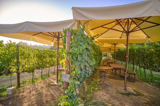 Exclusive Winery Tour with Tasting and Dinner in Chianti vineyard - Frequently Asked Questions