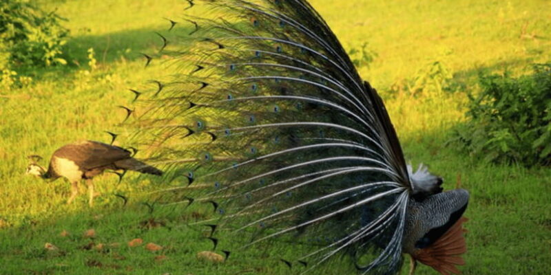 Exclusive : Yala National Park Afternoon Expedition - Key Points