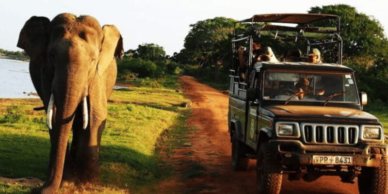 Exclusive : Yala National Park Afternoon Expedition - Who Should Consider This Tour?