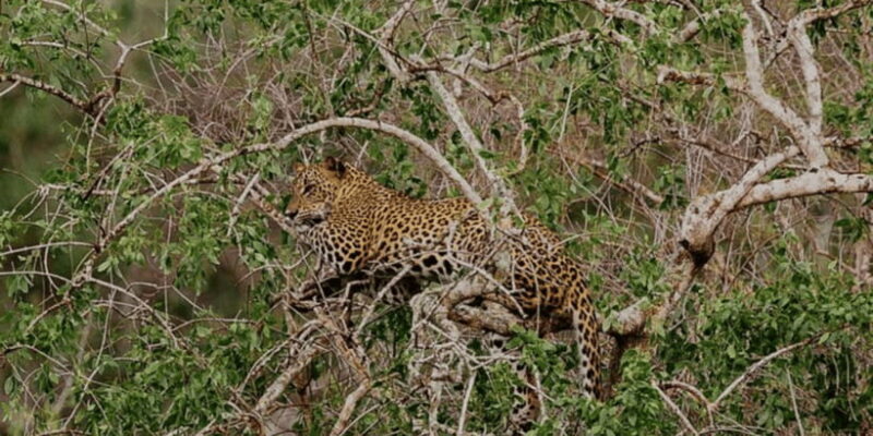 Exclusive : Yala National Park Afternoon Expedition - FAQ