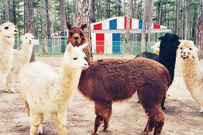 Excursion Da Lat Zoo Doo Tour - The Value of the Tour