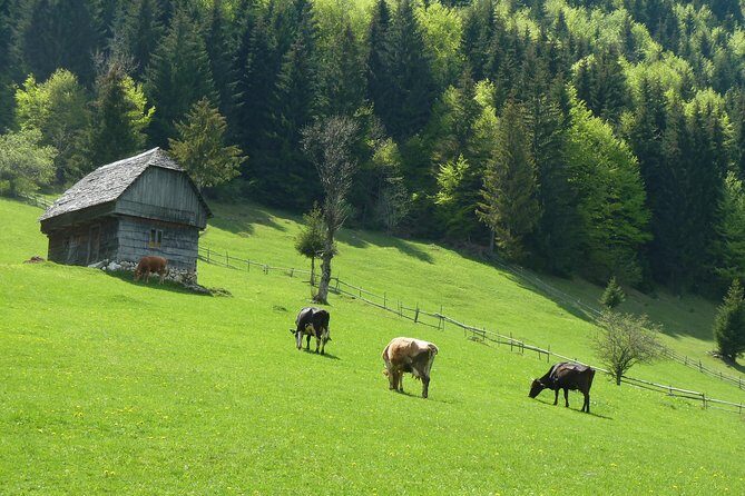 Excursión en Moeciu de Sus (recomendado para familias) con guía español nativo. - Introduction: A Charming Journey into Transylvania’s Heart