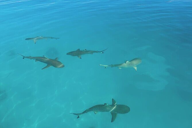 Excursion The Blue Lagoon and Reef Island - A Closer Look at the Itinerary