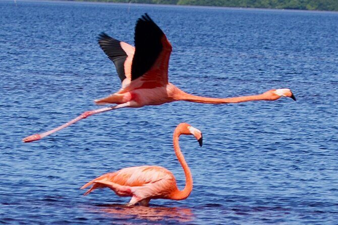 Excursion to Celestun Biosphere and Beach Day from Merida - Why This Tour Might Be Just Right for You