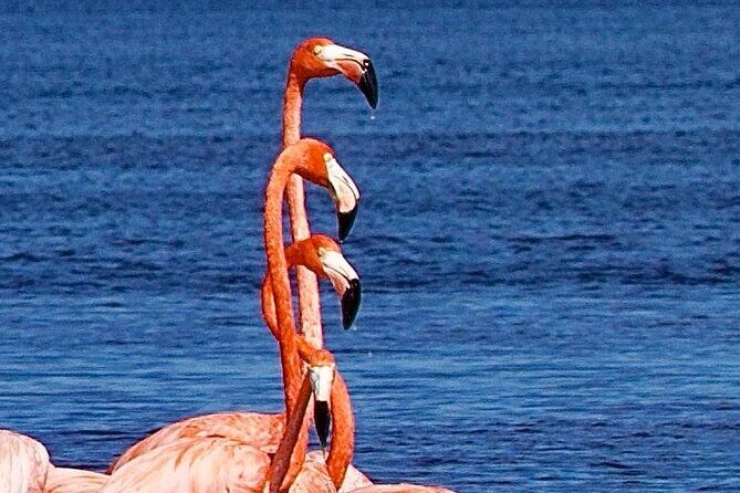 Excursion to Celestun Biosphere and Beach Day from Merida - A Detailed Breakdown of the Experience