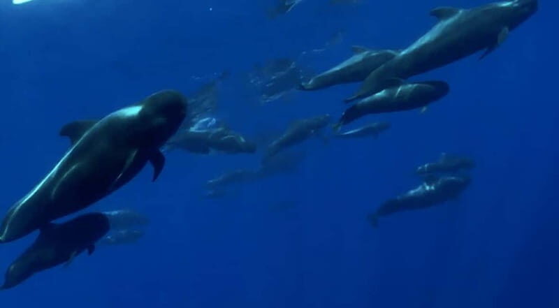 Excursion to see the whales - 3 Hours - Discovering the Whale Watching Tour in Tenerife: An In-Depth Review