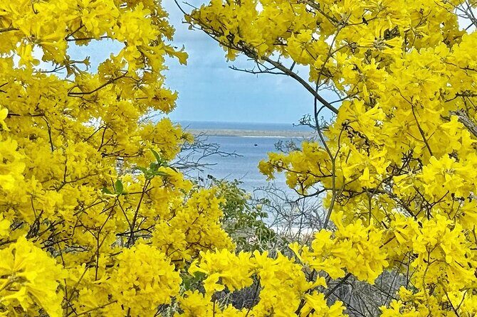 Excursion to Seru Largu Highest Viewing Point on Bonaire - Introduction: A Panorama to Remember