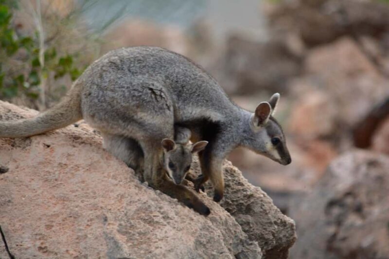 Exmouth: Full day Ningaloo in a Day tour - Discovering the Highlights of Ningaloo and Cape Range