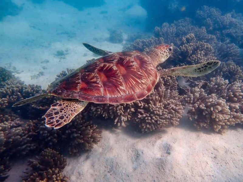 Exmouth: Guided Ningaloo Reef Snorkel Adventure - Snorkel Sites: What Makes Them Special