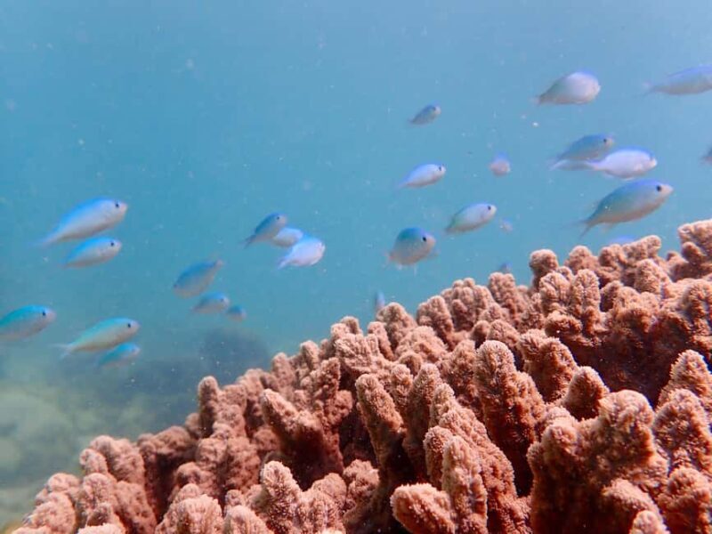 Exmouth: Half Day Coral by Kayak tour - The Return Paddle and Practicalities