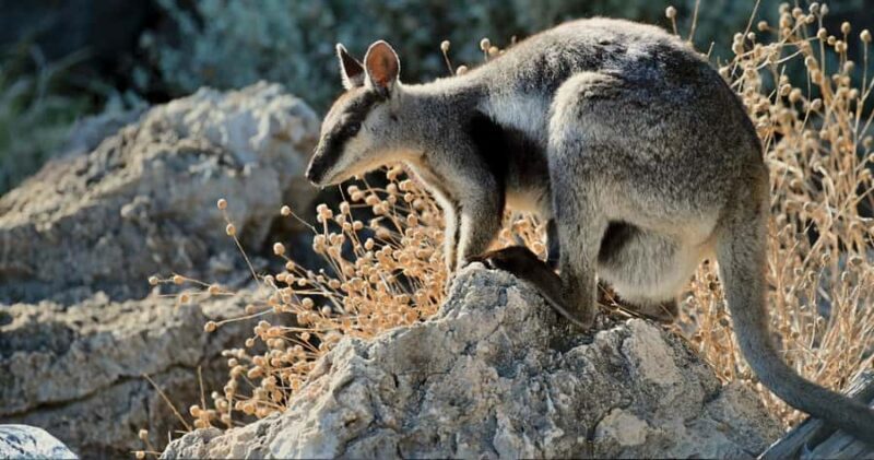 Exmouth: Yardie Creek Boat Tour - Key Points