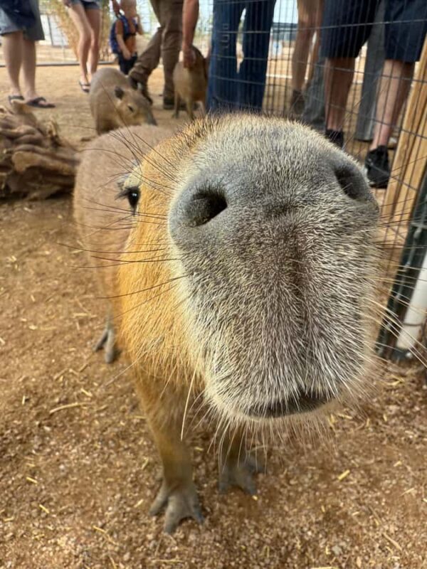 Exotic Animal Encounter Marana, AZ - 15 Friendly Capybara - Why Choose This Tour?