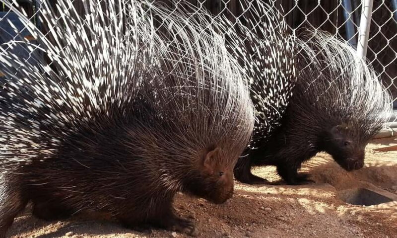 Exotic Animal Encounter Marana, AZ - 15 Friendly Capybara - Who Should Consider This Tour?