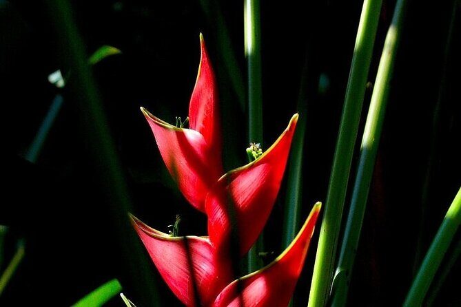 Exotic Garden EN Rancho Ecoturístico - Exploring Santa María Huatulco