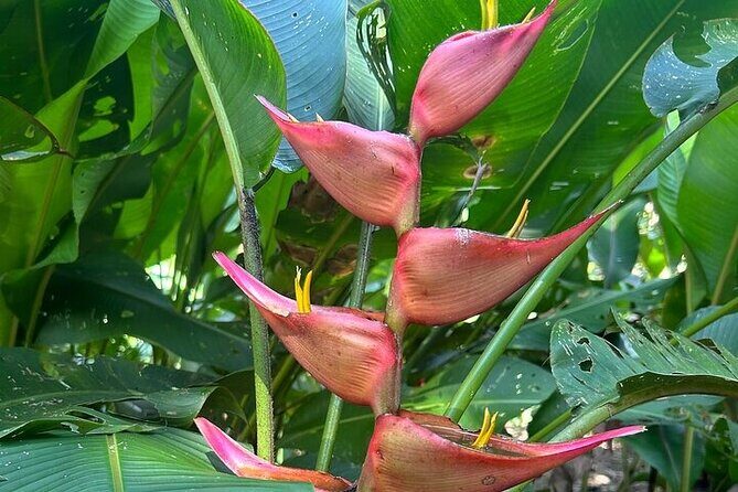 Exotic Garden EN Rancho Ecoturístico - Food & Beverage: From Quesadillas to Local Flavors