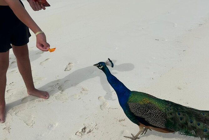 Exotic half day private charters to Rose Island, Pigs and Turtles - What Makes This Tour Stand Out