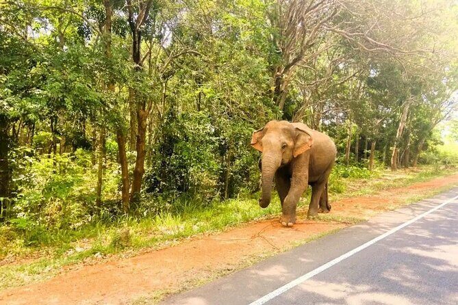 Exotic Sri Lanka Colombo City and Hill Country tour 4Nights 5Days - Exploring the Itinerary in Detail