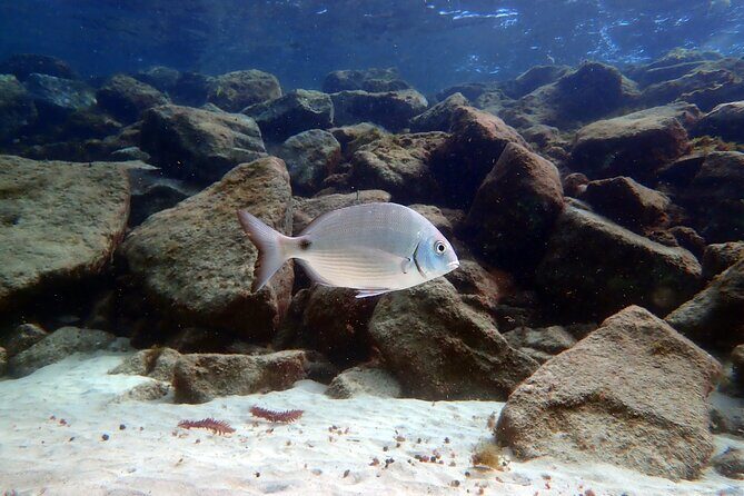 Experience 2-Hour Guided Snorkelling in Costa Teguise Lanzarote - The Starting Point and Ease of Access