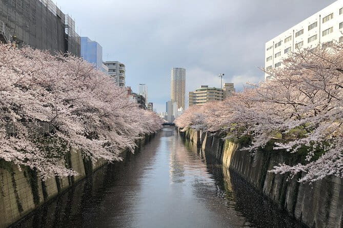 Experience Asakusa Cherry Blossoms and Traditional Food Tour - Frequently Asked Questions