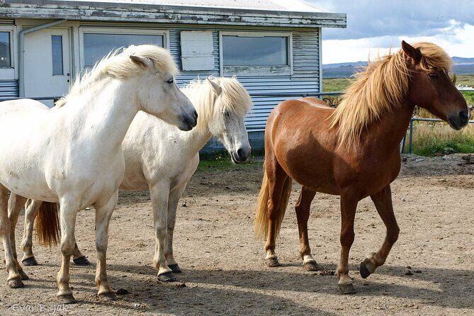 Experience Countryside of Iceland by Horseback Riding - A Closer Look at the Itinerary and Experience