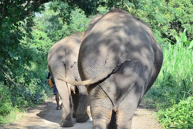 Experience Elephant Sanctuary + Sticky Waterfall - An Honest Look at the Elephant Sanctuary + Sticky Waterfall Tour