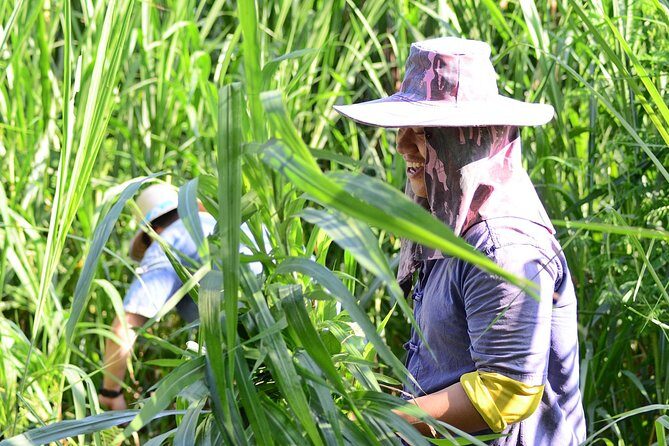 Experience Elephant Sanctuary + Sticky Waterfall - Key Points