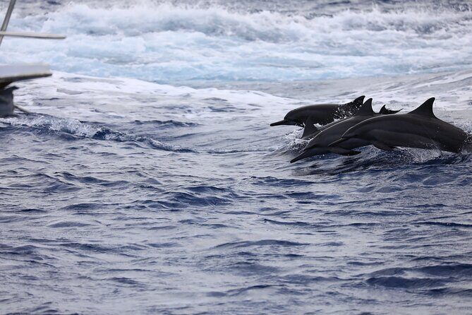 Experience Guam Dolphin Cruise - An Overview of the Guam Dolphin Cruise Experience