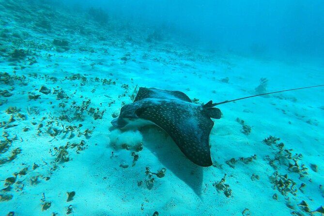 Experience Guided Snorkeling in Costa Maya - Introduction: A Snorkeler’s Dream in Costa Maya