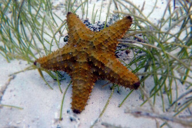 Experience Guided Snorkeling in Costa Maya - Authentic Reviews: What Travelers Say