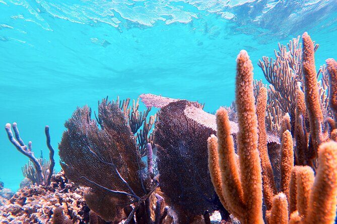 Experience Guided Snorkeling in Costa Maya - The Sum Up: Is This Tour Right for You?