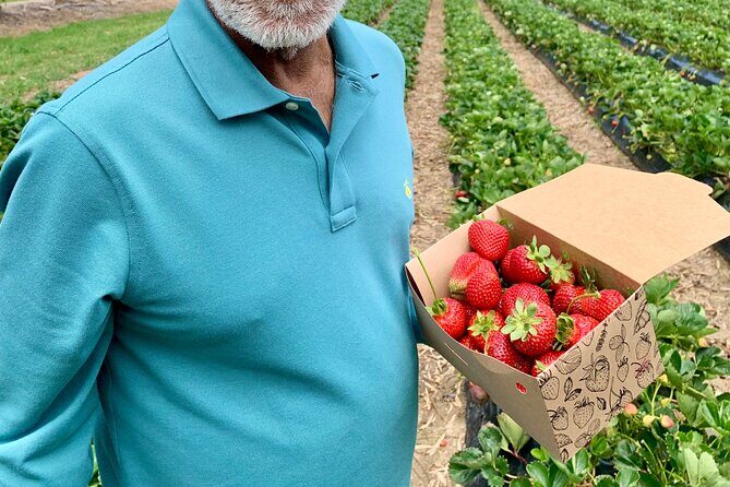 Experience Hahndorf & Barossa: Gourmet lunch, Wine, Beer & Treats - FAQs