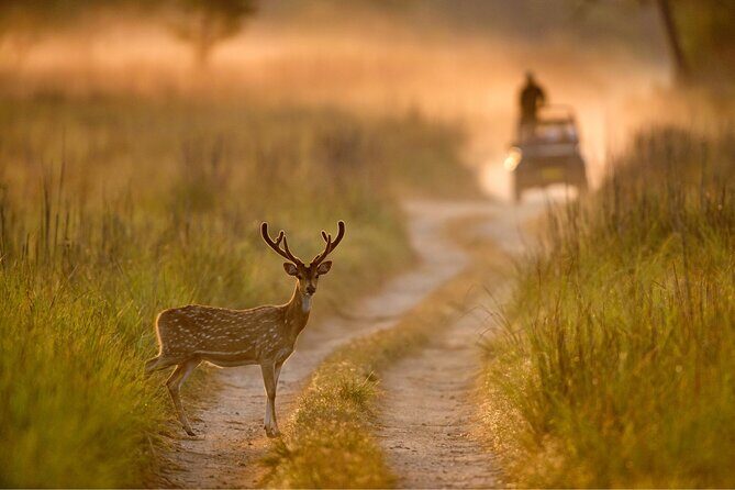Experience Jungle Nights: Stay in Jim Corbett National Park's FRH - Who This Tour Is Best For