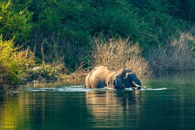 Experience Jungle Nights: Stay in Jim Corbett National Park's FRH - Final Thoughts