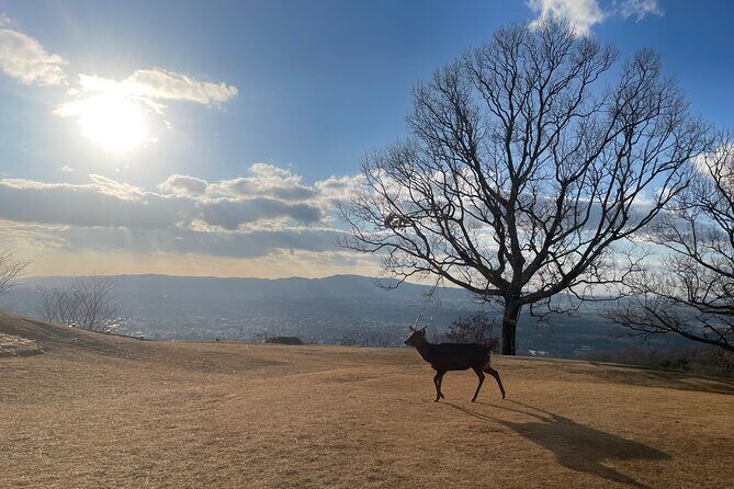 Experience Kyoto: A Full-Day Private Tour Adventure - Key Points