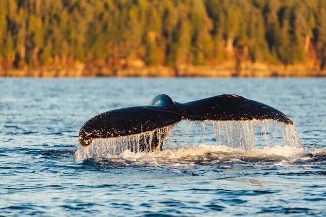 Experience Local Marine Wildlife Tour - An Introduction to the Experience
