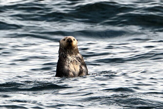 Experience Local Marine Wildlife Tour - What Travelers Say