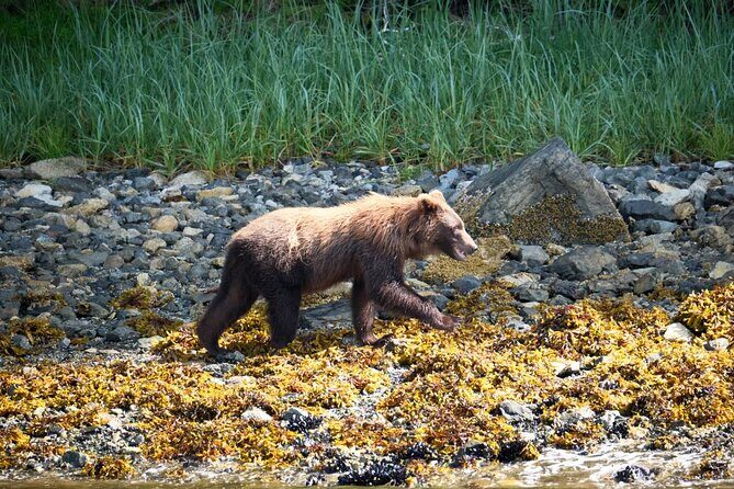 Experience Local Marine Wildlife Tour - Practical Details