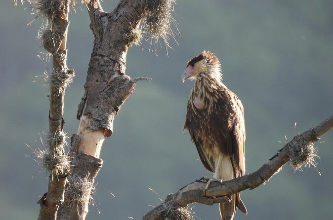 Experience Oaxaca Birdwatching at Dawn - Frequently Asked Questions