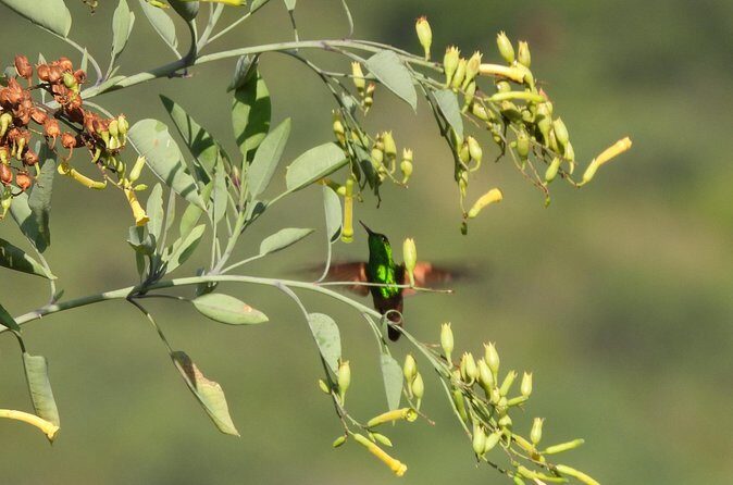 Experience Oaxaca Birdwatching at Dawn - Final Thoughts