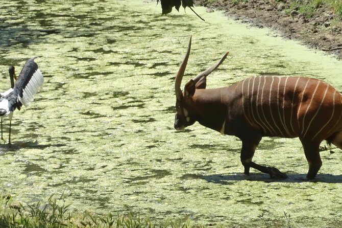 Experience our redwoods and wild Safari outdoor adventure - Introduction